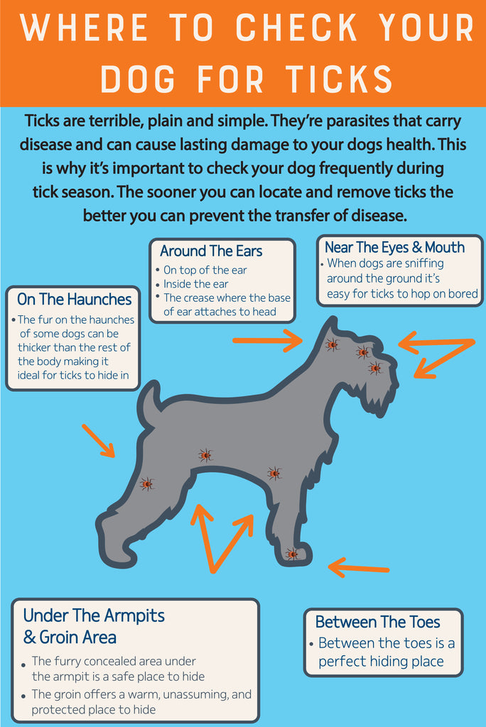 TICK SEASON IS HERE! By Hannah Beringer – Salty Paws